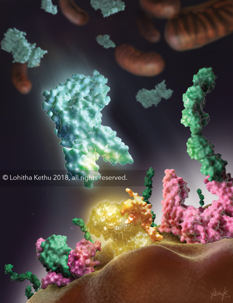 PINK1 Induces Mitophagy - Anatomies by LK